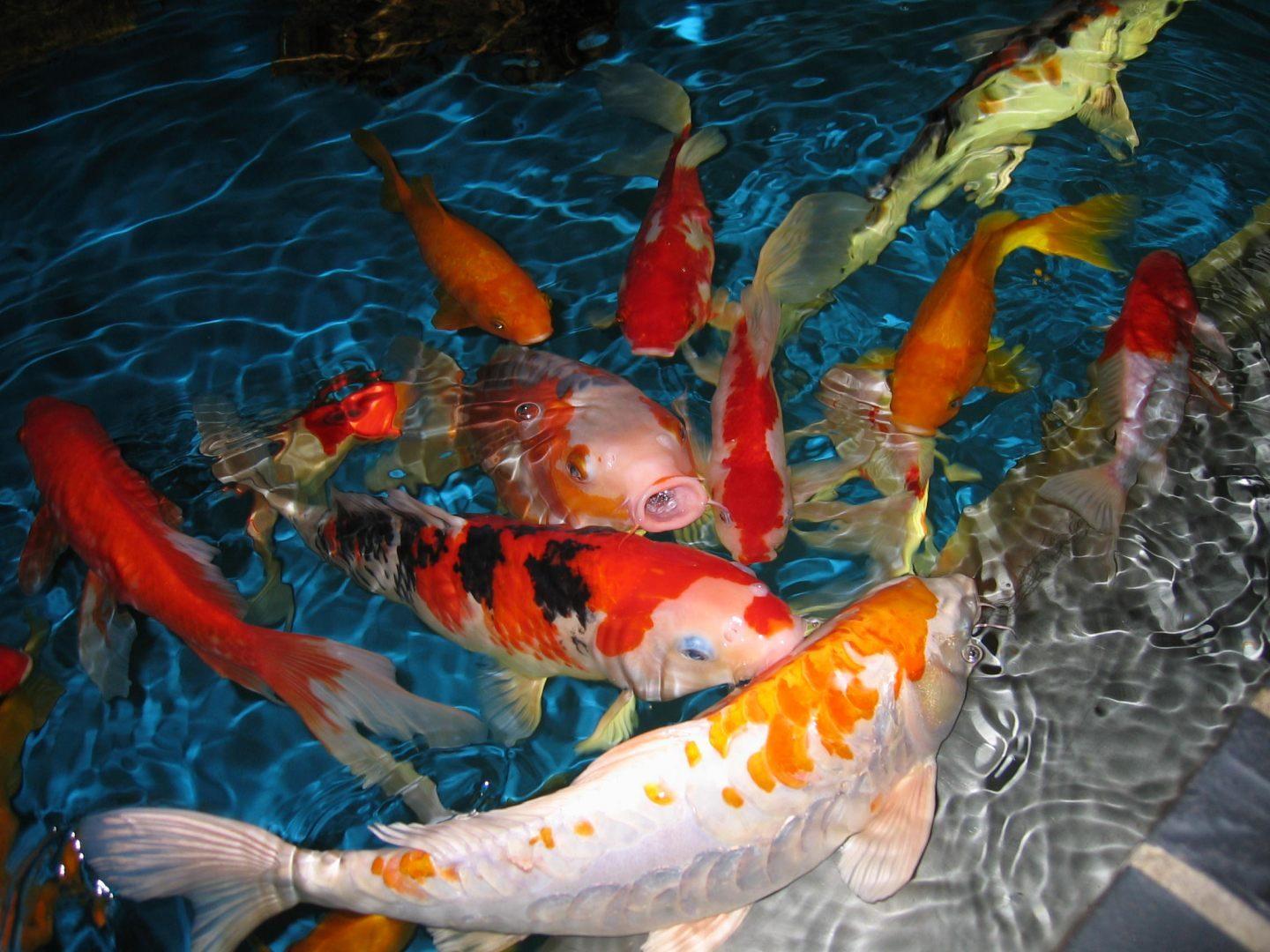 Carpa Wallpapers - Top Free Carpa Backgrounds - WallpaperAccess