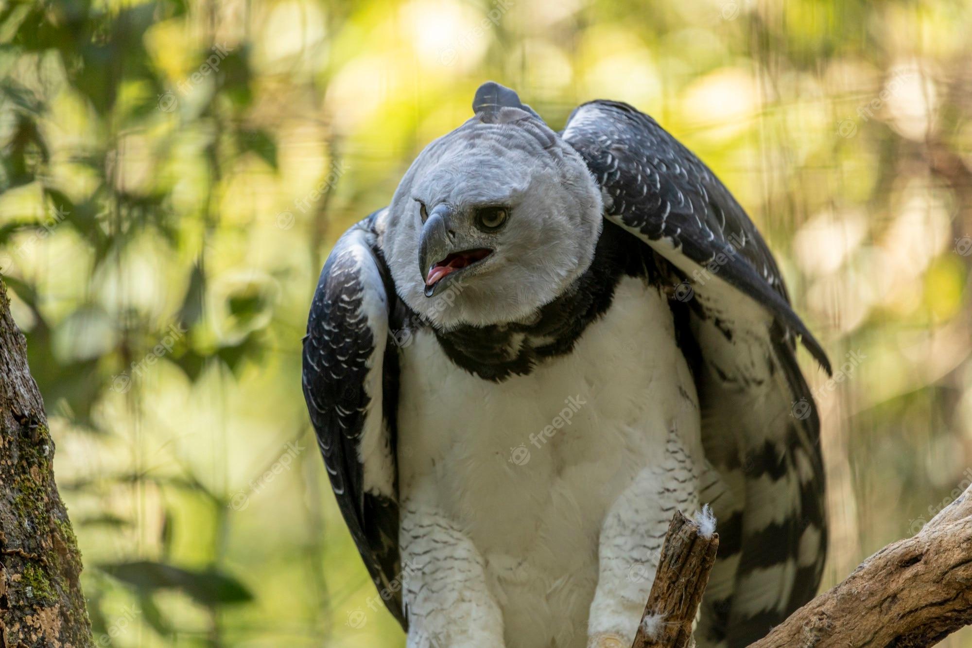 Harpia Wallpapers - Top Free Harpia Backgrounds - WallpaperAccess