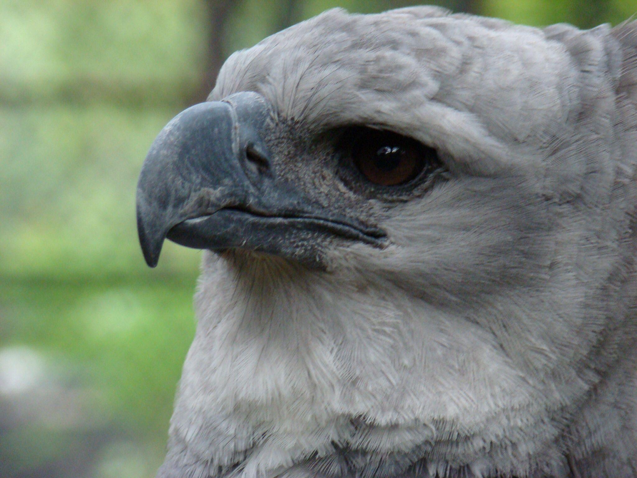 Harpia Wallpapers - Top Free Harpia Backgrounds - WallpaperAccess