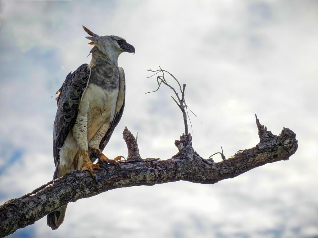 Harpia Wallpapers - Top Free Harpia Backgrounds - WallpaperAccess