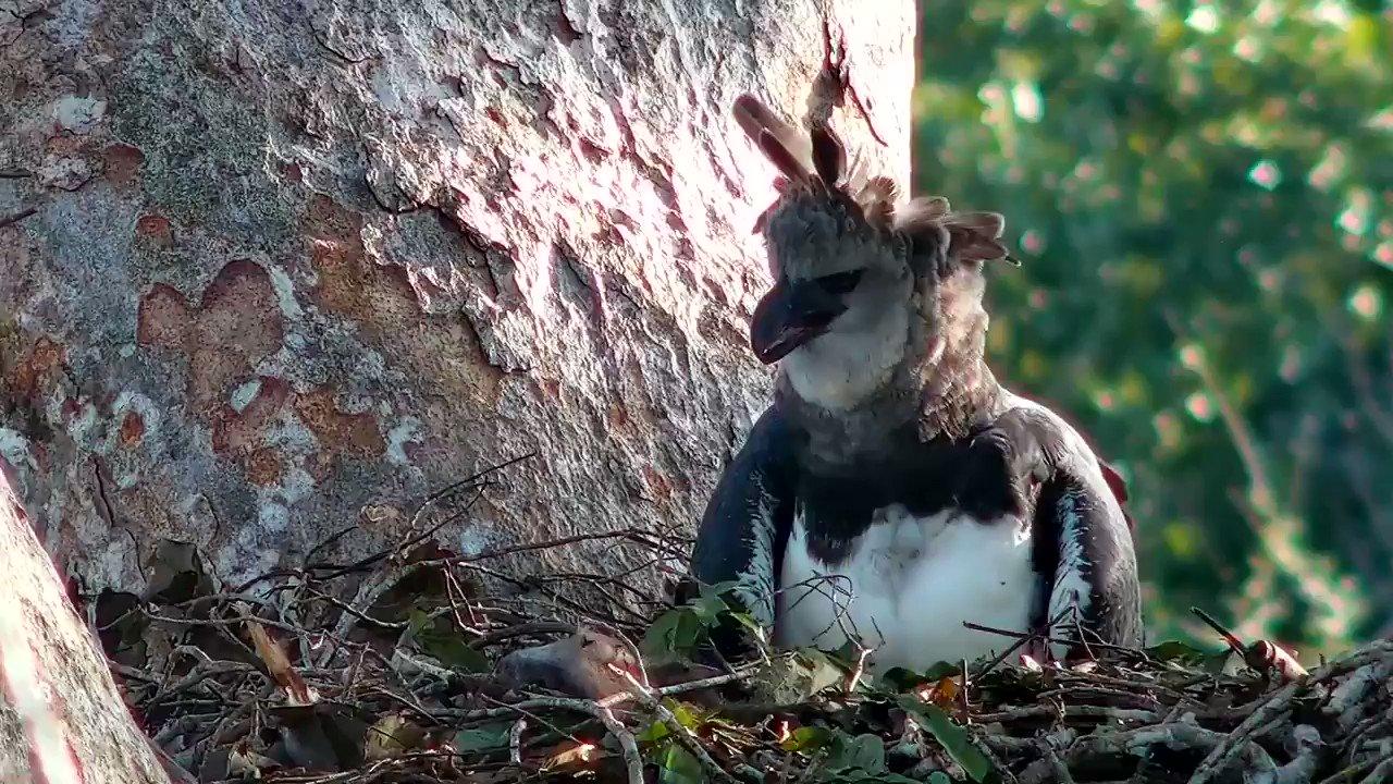 Harpia Wallpapers - Top Free Harpia Backgrounds - WallpaperAccess