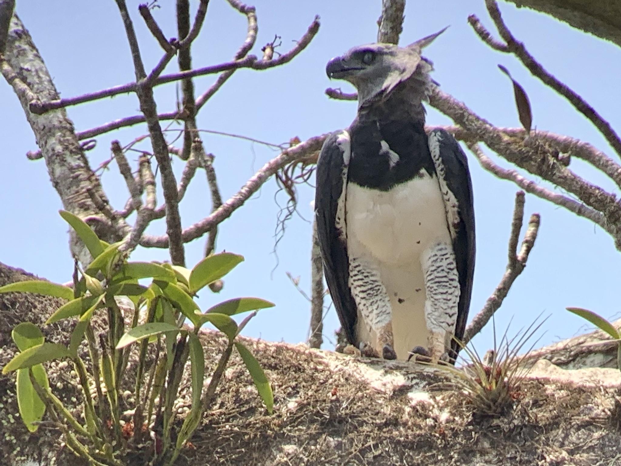 Harpia Wallpapers - Top Free Harpia Backgrounds - WallpaperAccess