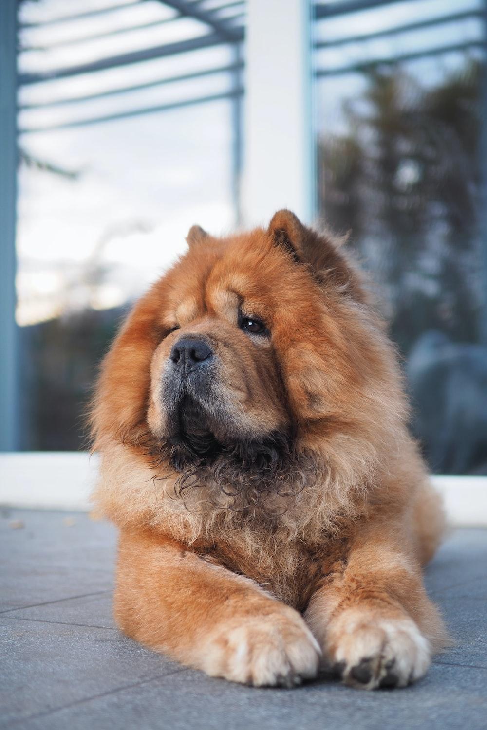 Cute Chow Chow Wallpapers - Top Free Cute Chow Chow Backgrounds ...