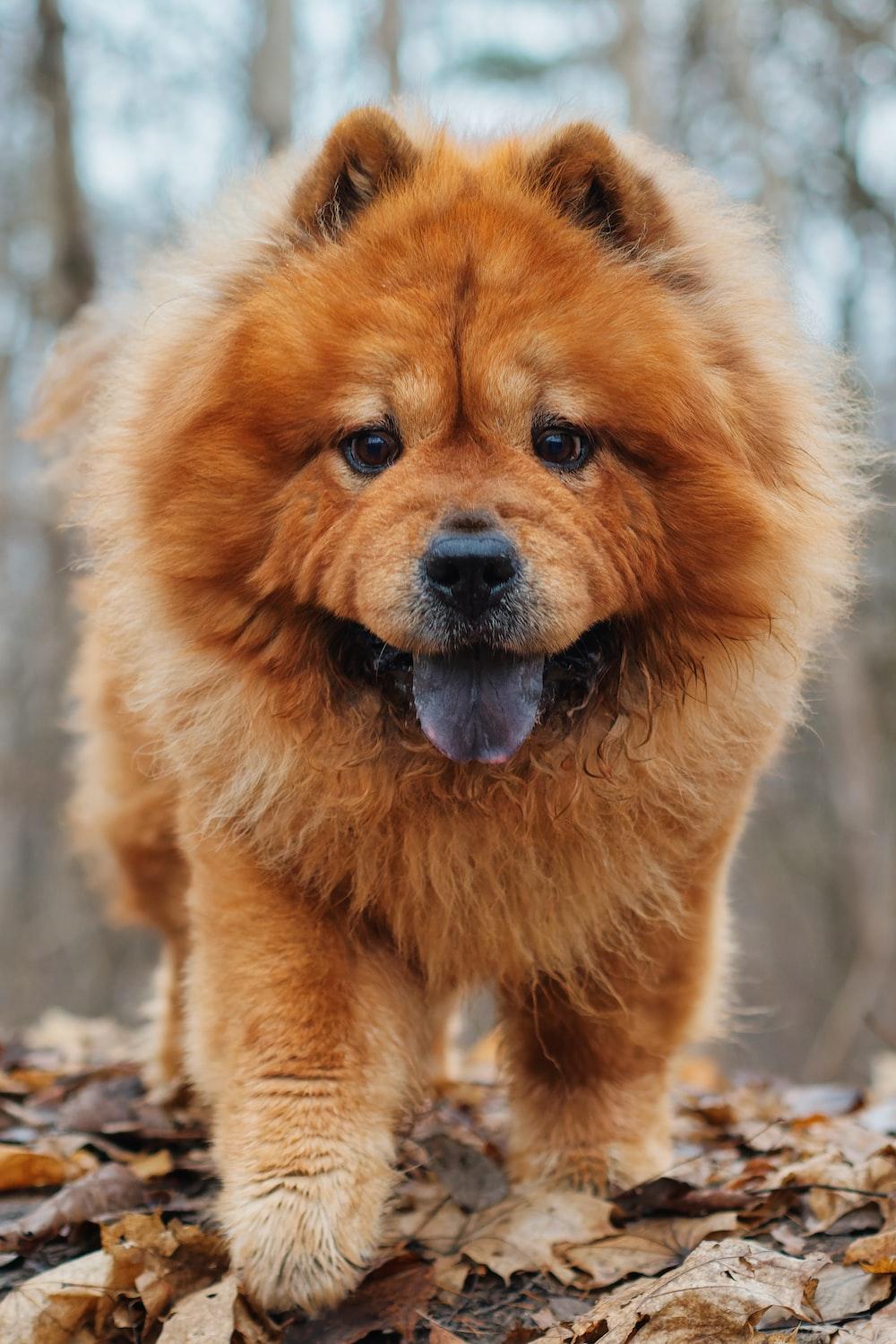 Cute Chow Chow Wallpapers - Top Free Cute Chow Chow Backgrounds ...
