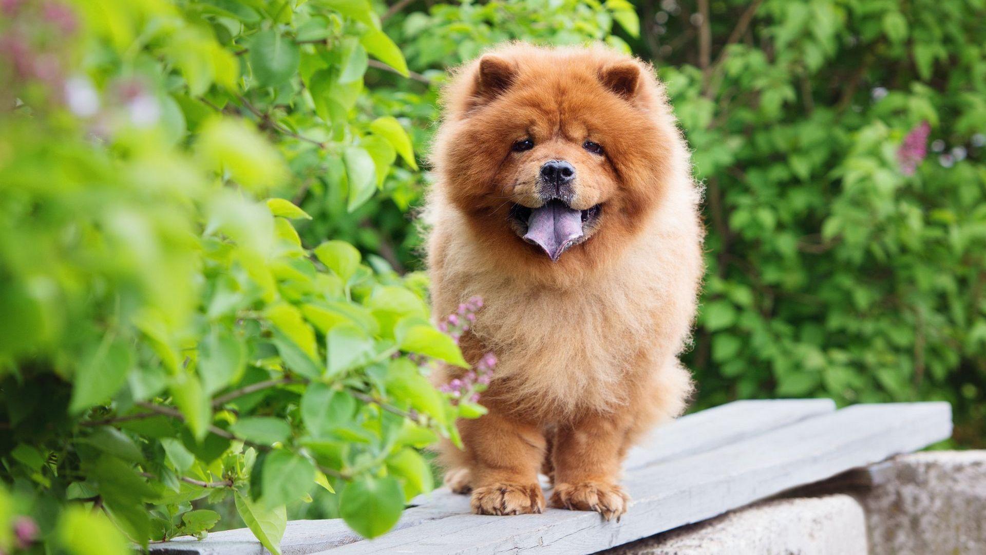 Cute Chow Chow Wallpapers - Top Free Cute Chow Chow Backgrounds ...