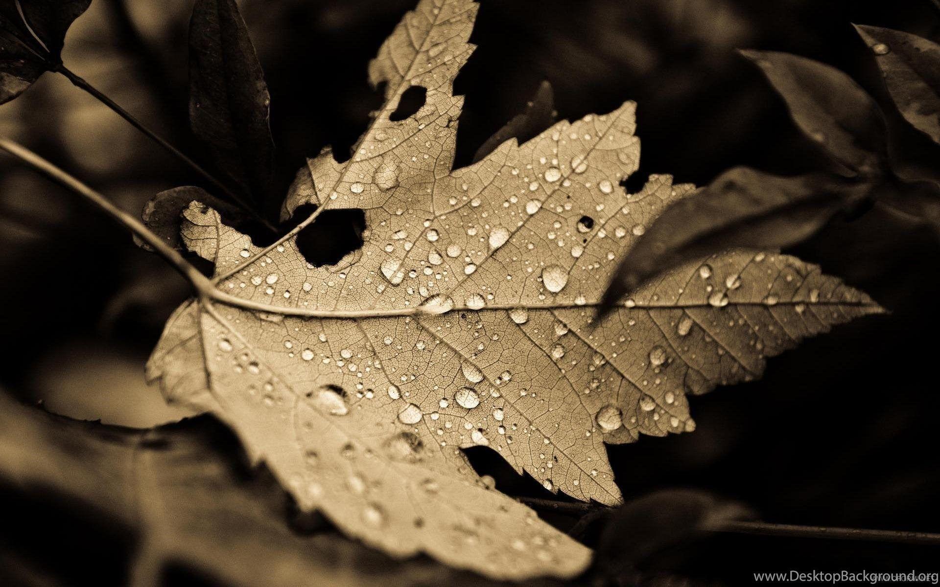 Tears HD Wallpapers - Top Free Tears HD Backgrounds - WallpaperAccess