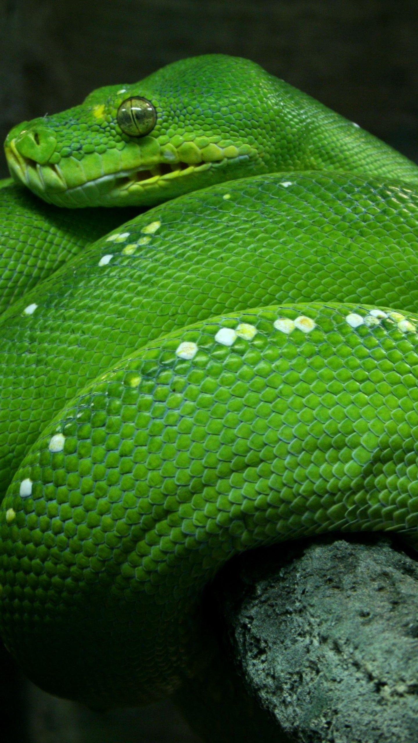 Python Snake Wallpapers - Top Free Python Snake Backgrounds ...