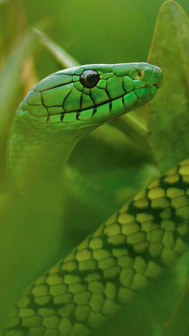Snake Phone Wallpapers - Top Free Snake Phone Backgrounds - WallpaperAccess