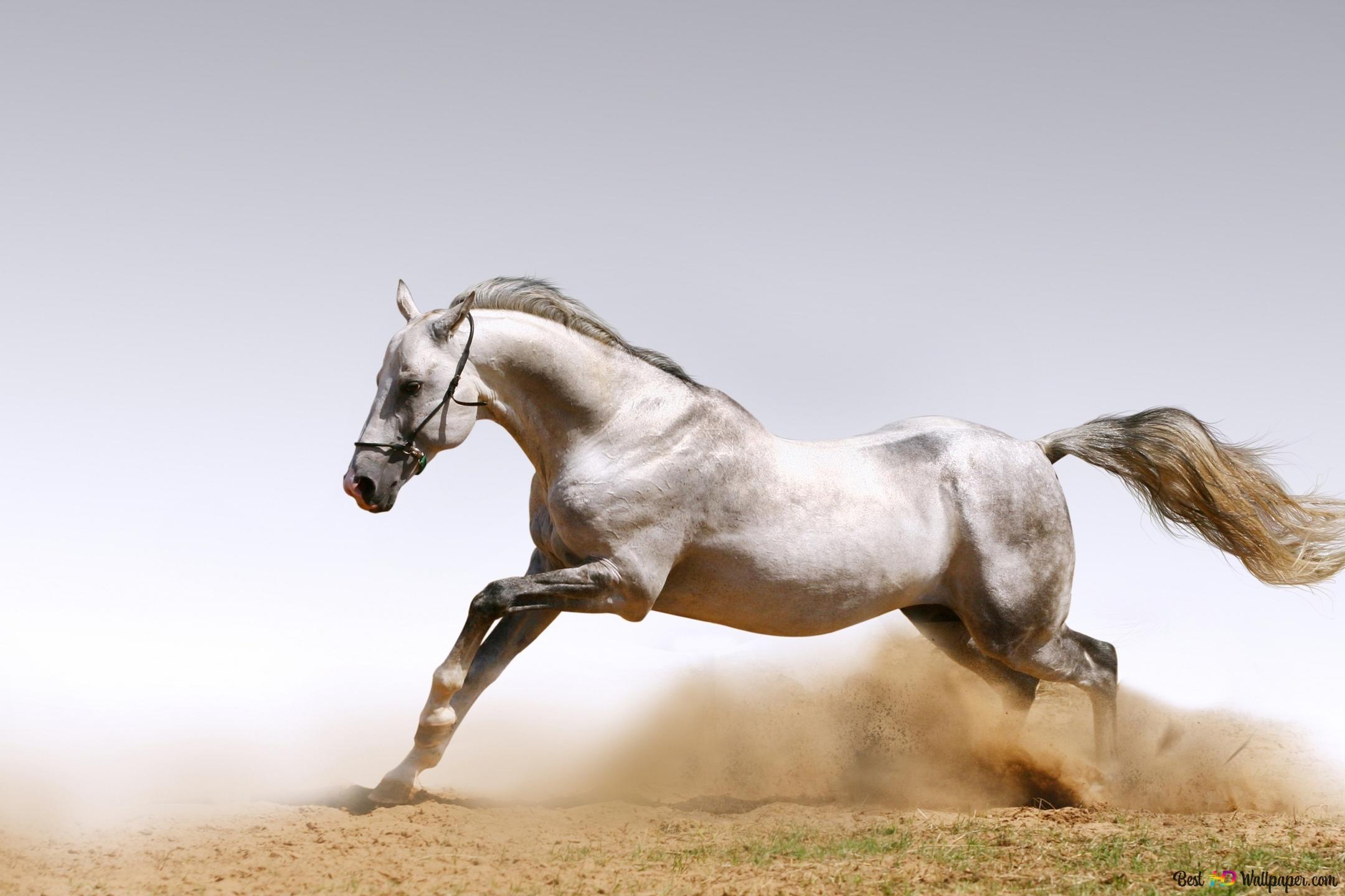7 Running Horses Wallpapers - Top Free 7 Running Horses Backgrounds ...