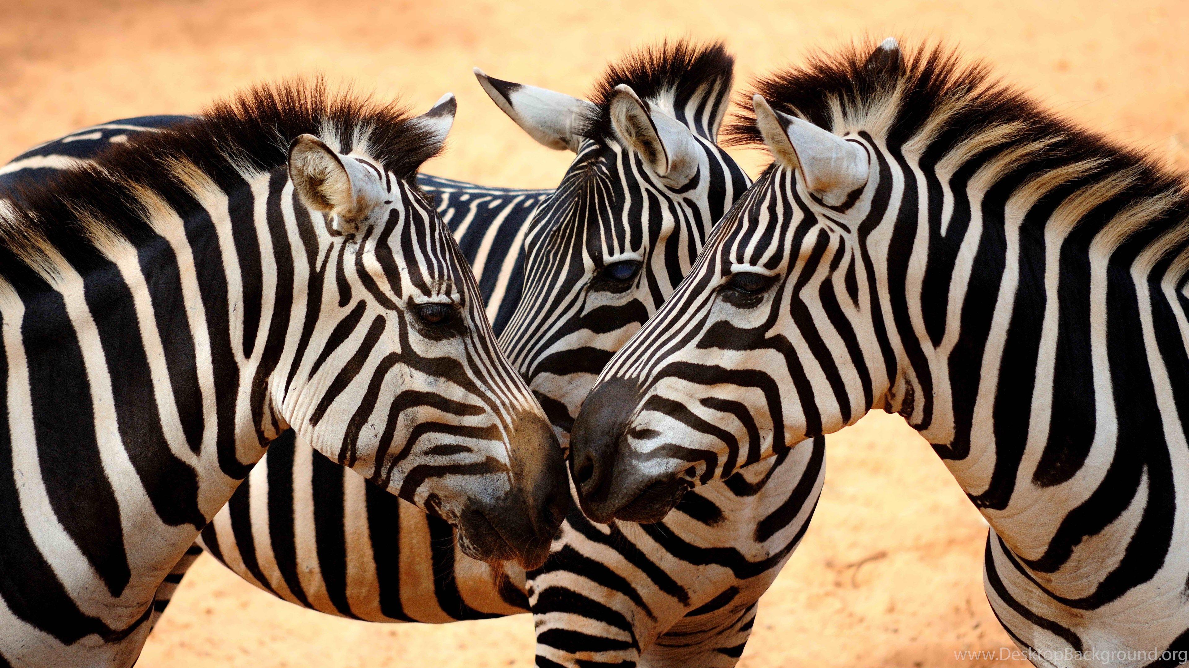 Cute Baby Zebra Wallpapers - Top Free Cute Baby Zebra Backgrounds ...