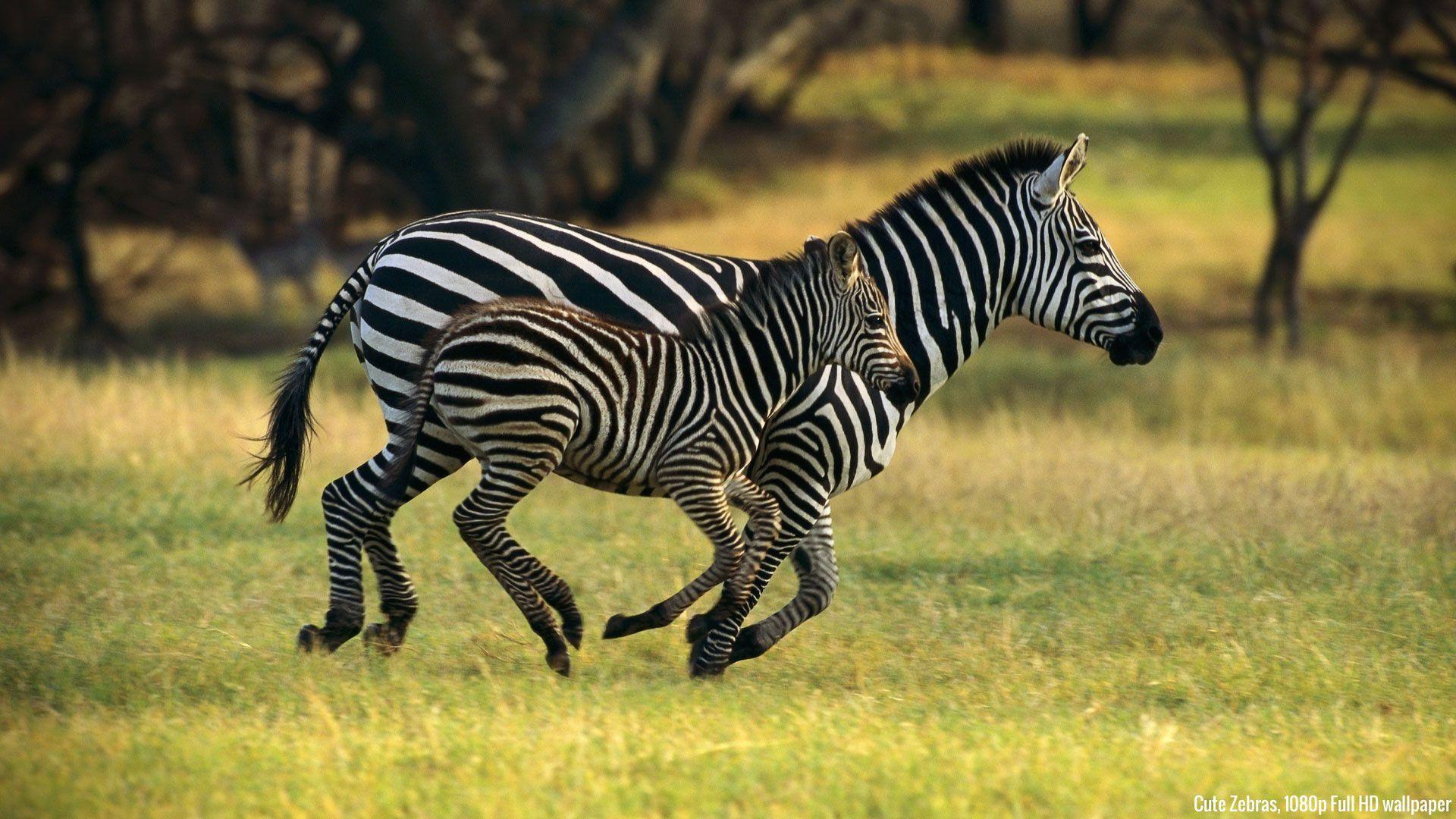 Cute Zebra Wallpapers - Top Free Cute Zebra Backgrounds - WallpaperAccess