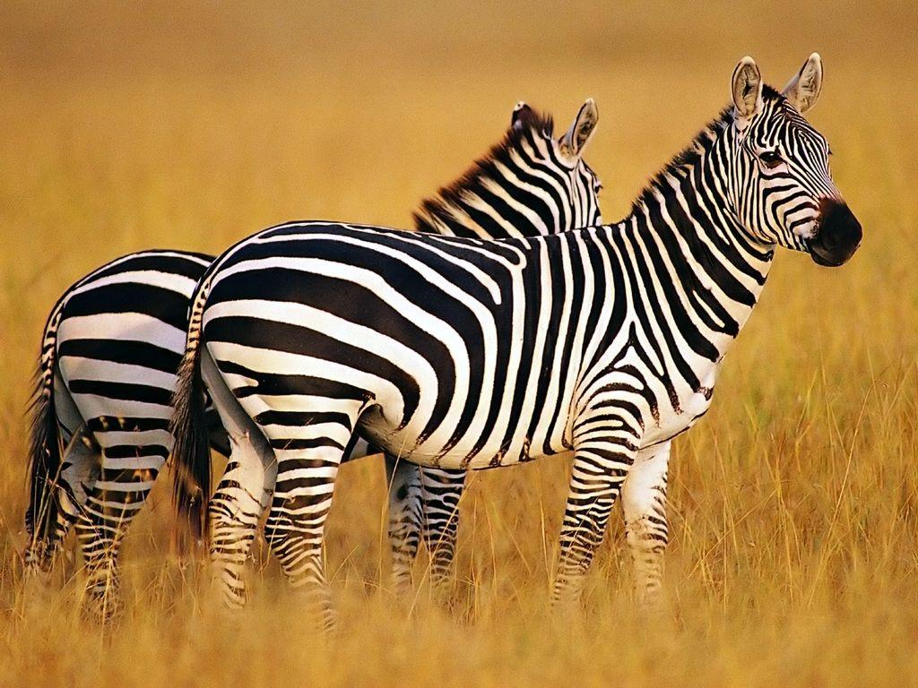 Cute Zebra Wallpapers - Top Free Cute Zebra Backgrounds - WallpaperAccess
