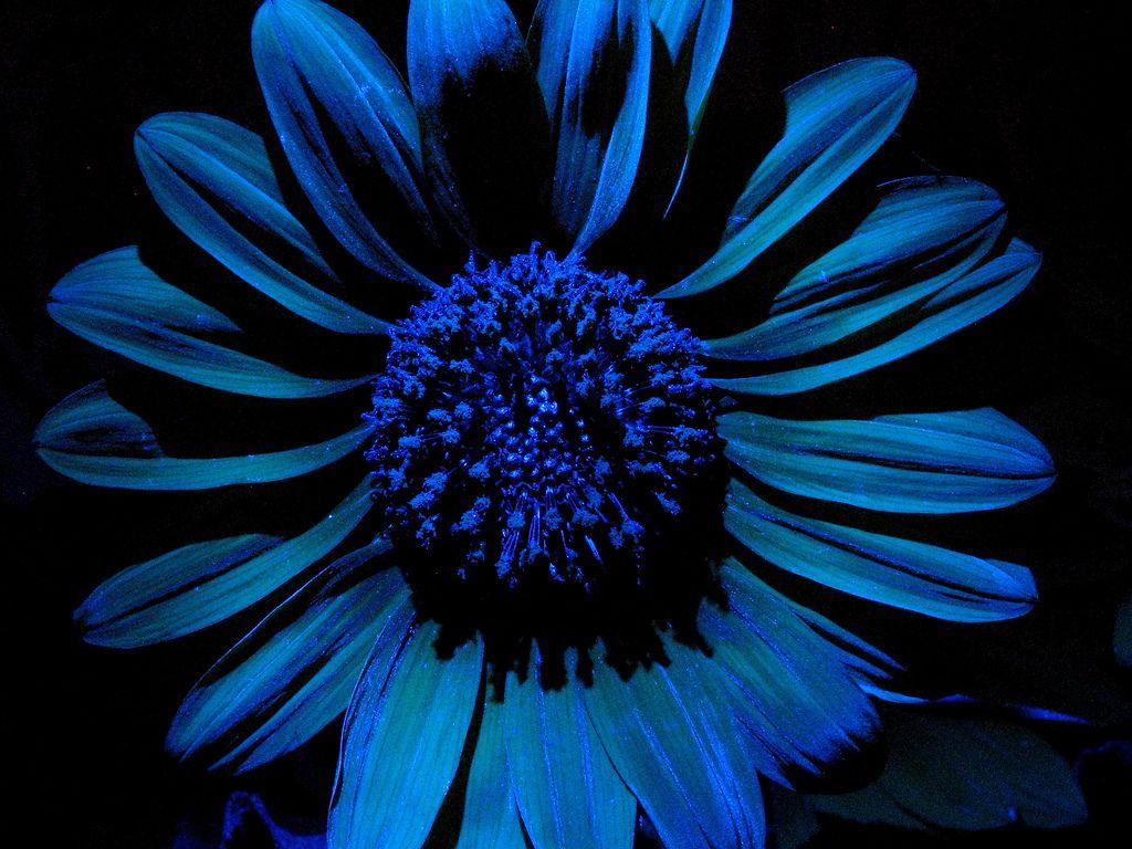 Blue Sunflower Wallpapers - Top Free Blue Sunflower Backgrounds ...