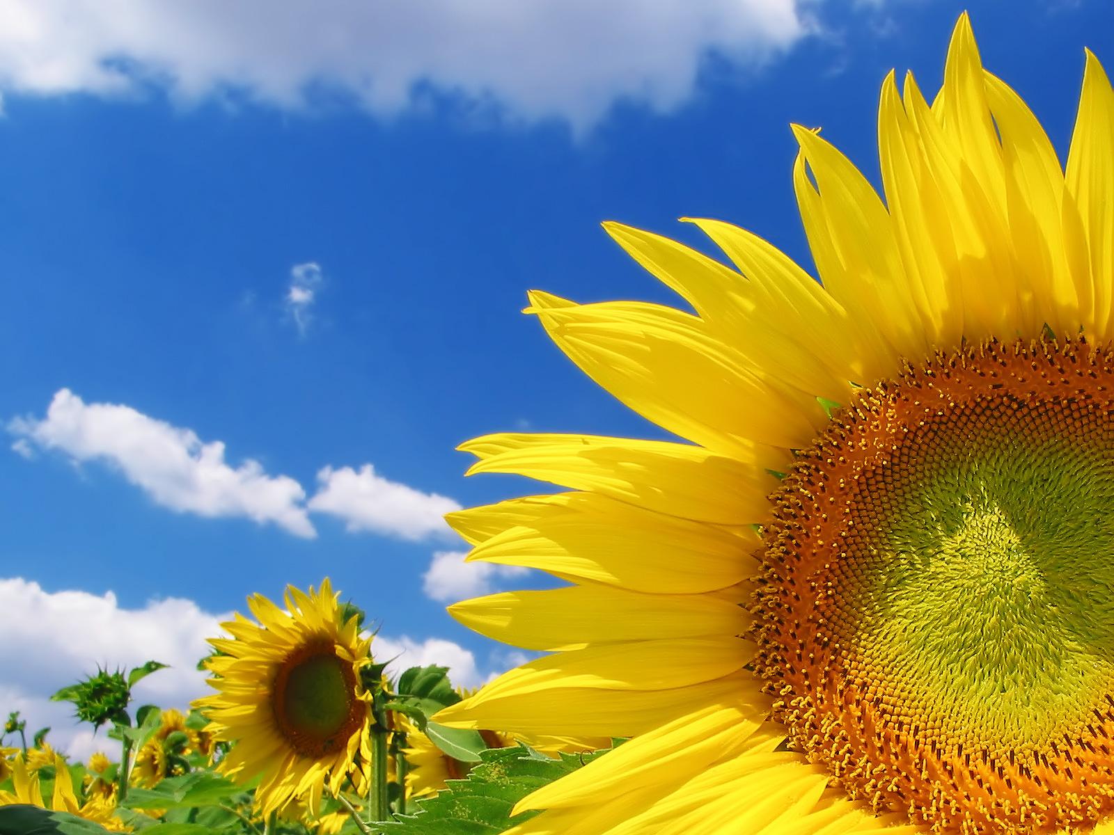 Blue Sunflower Wallpapers - Top Free Blue Sunflower Backgrounds ...