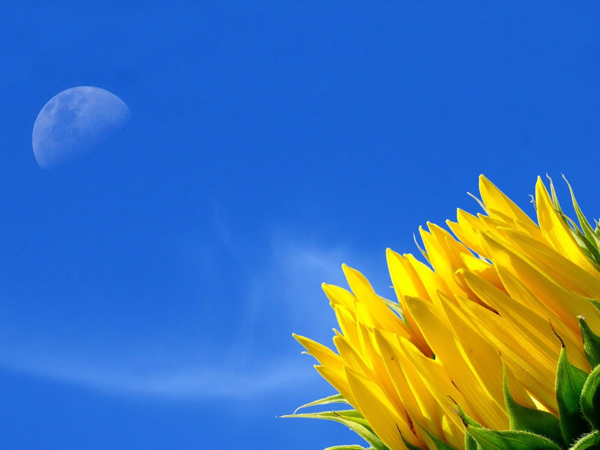 Blue Sunflower Wallpapers - Top Free Blue Sunflower Backgrounds ...