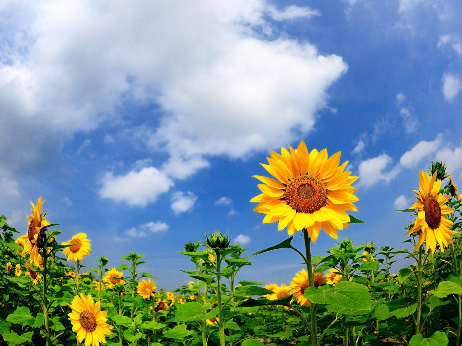 Blue Sunflower Wallpapers - Top Free Blue Sunflower Backgrounds ...