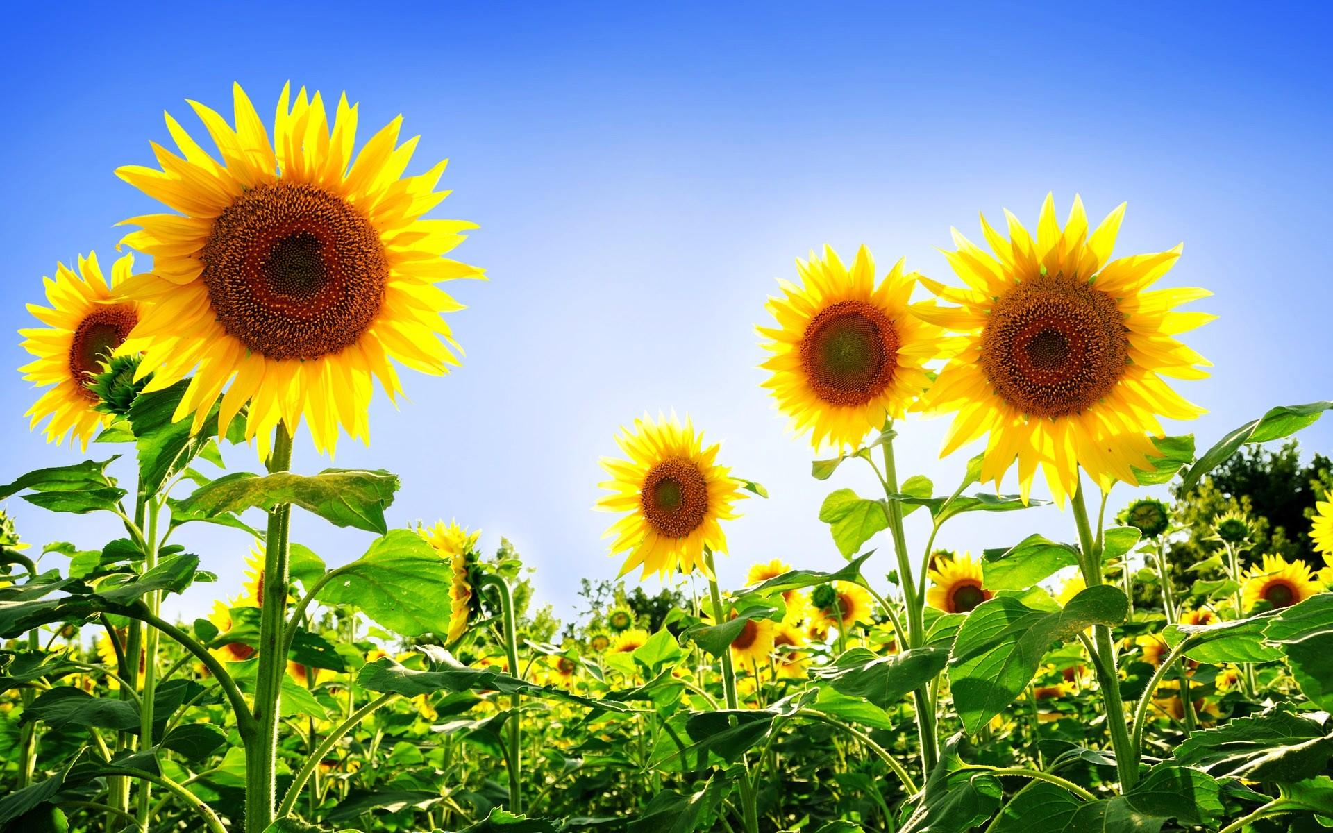 Blue Sunflower Wallpapers - Top Free Blue Sunflower Backgrounds ...