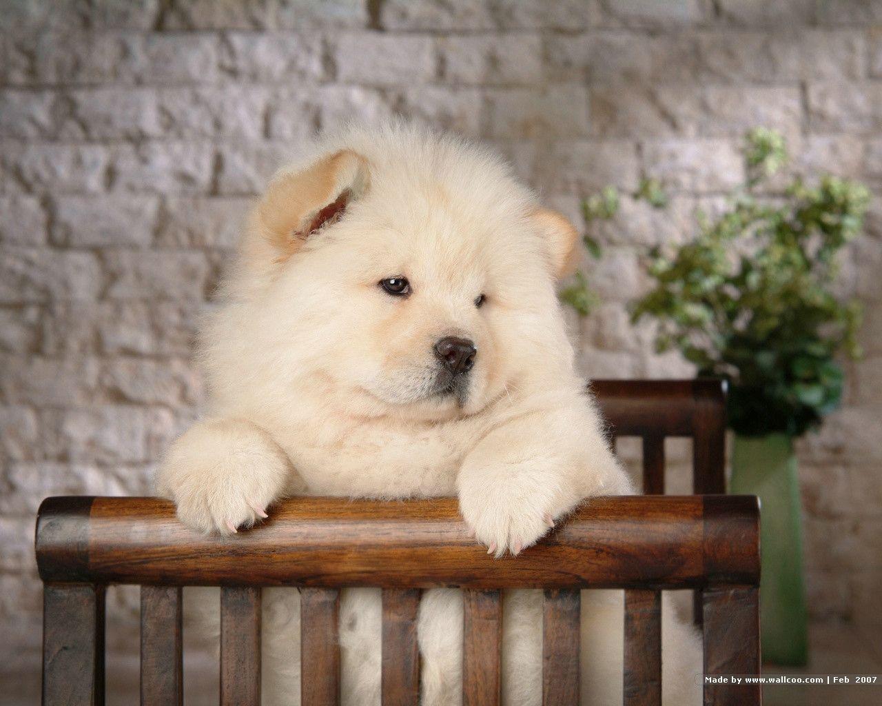 Cute Chow Chow Wallpapers - Top Free Cute Chow Chow Backgrounds ...