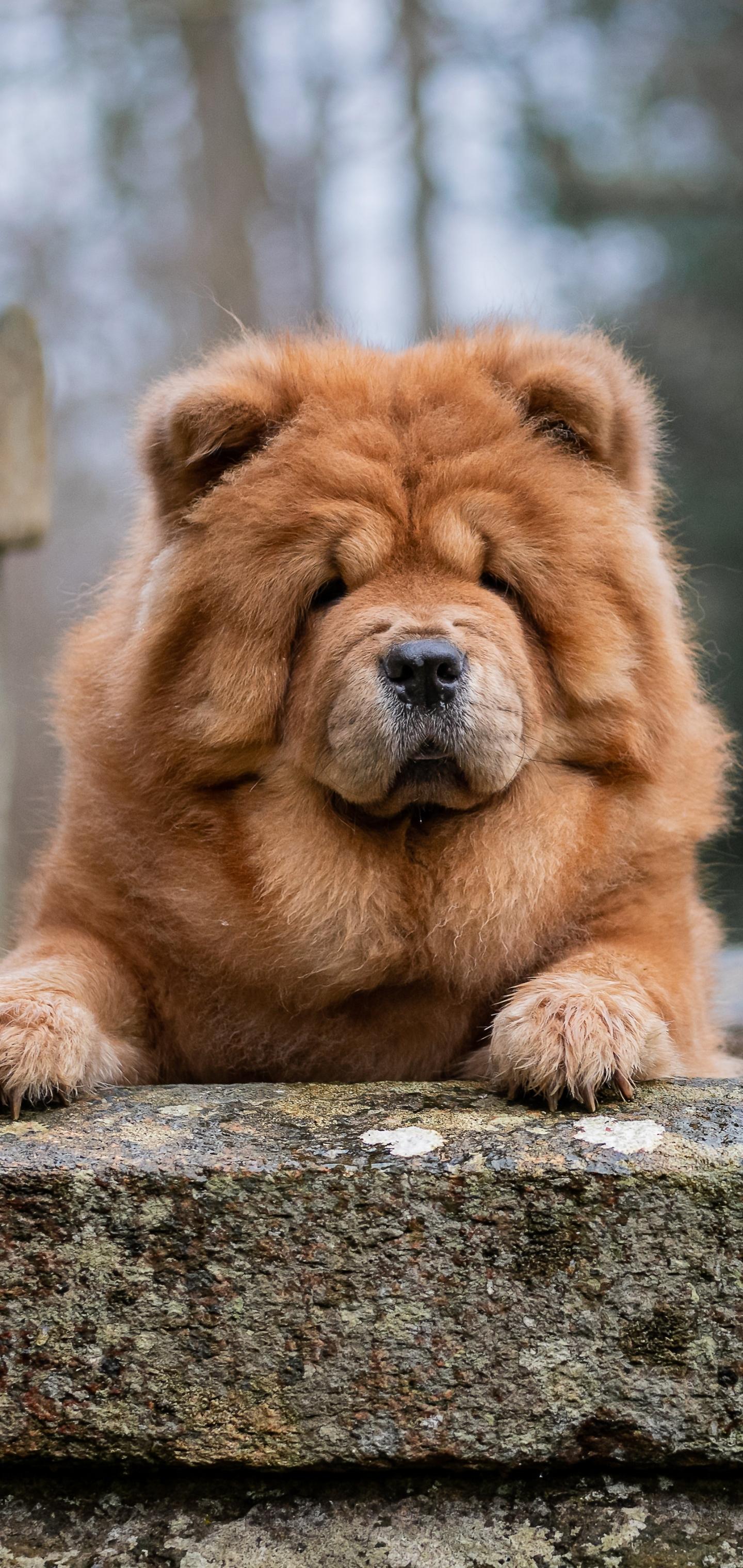 Cute Chow Chow Wallpapers - Top Free Cute Chow Chow Backgrounds ...