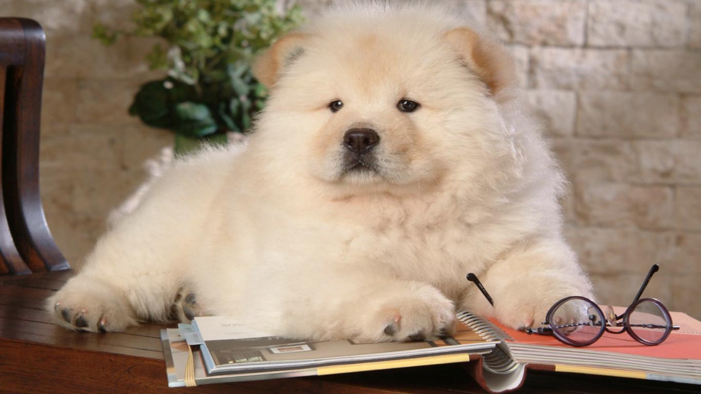 Cute Chow Chow Wallpapers - Top Free Cute Chow Chow Backgrounds ...