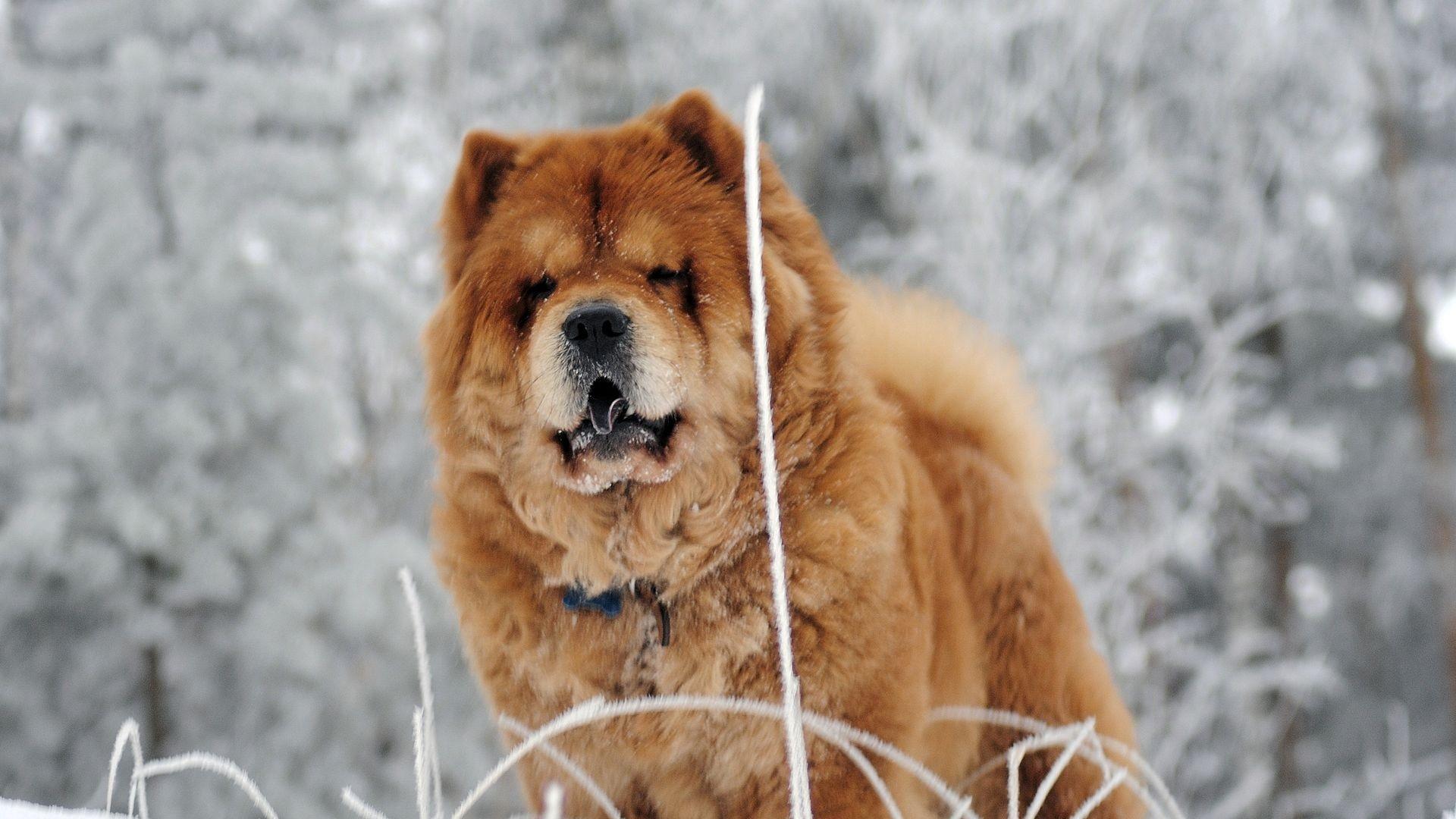 Cute Chow Chow Wallpapers - Top Free Cute Chow Chow Backgrounds ...