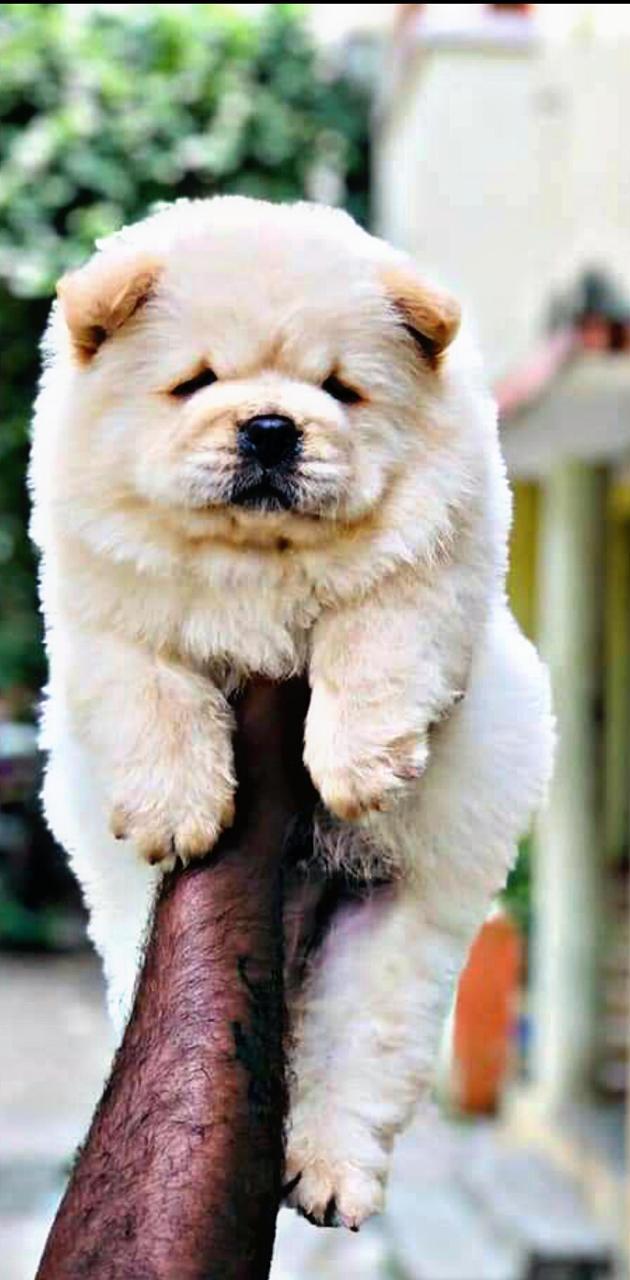 Cute Chow Chow Wallpapers - Top Free Cute Chow Chow Backgrounds ...