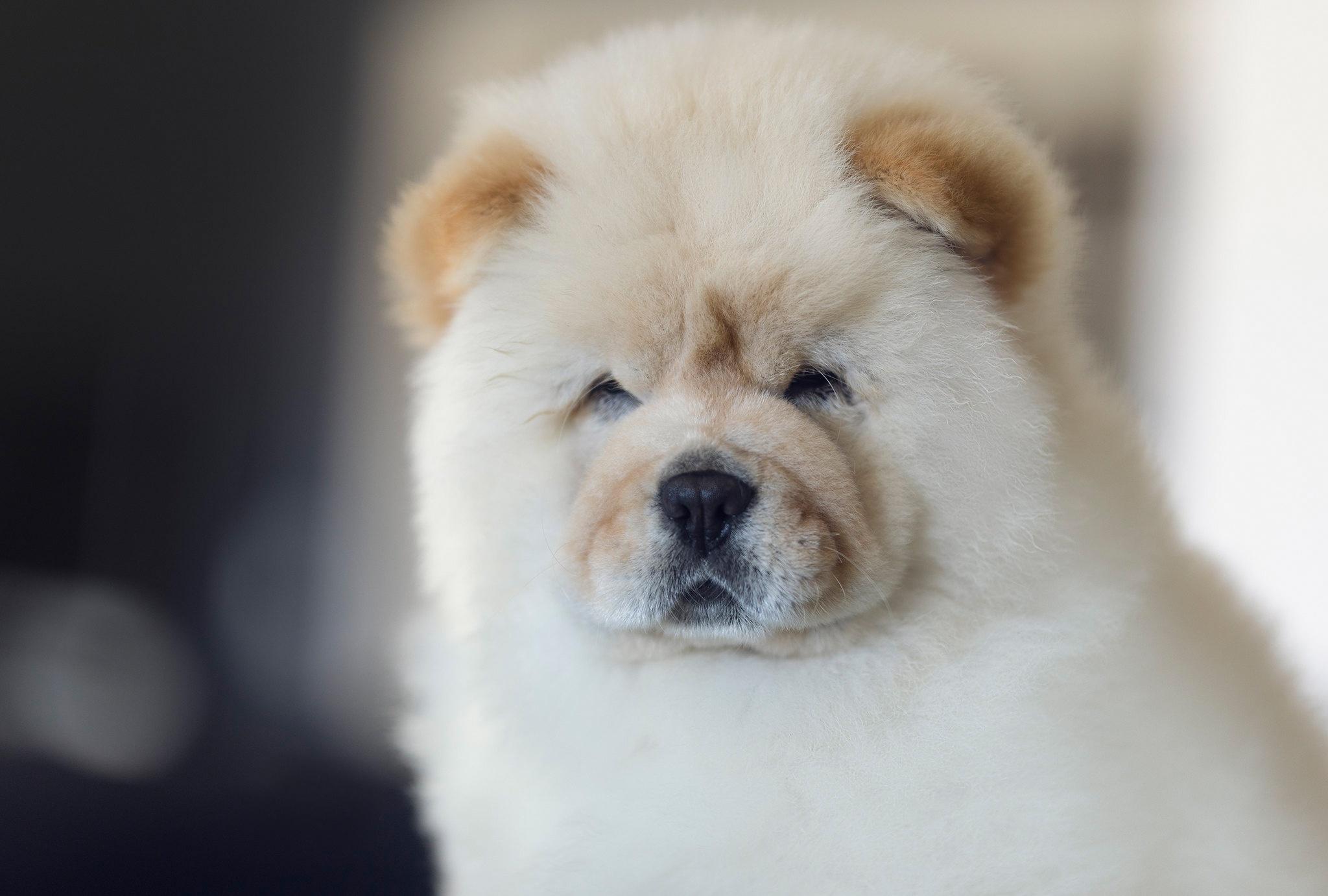 Cute Chow Chow Wallpapers - Top Free Cute Chow Chow Backgrounds ...