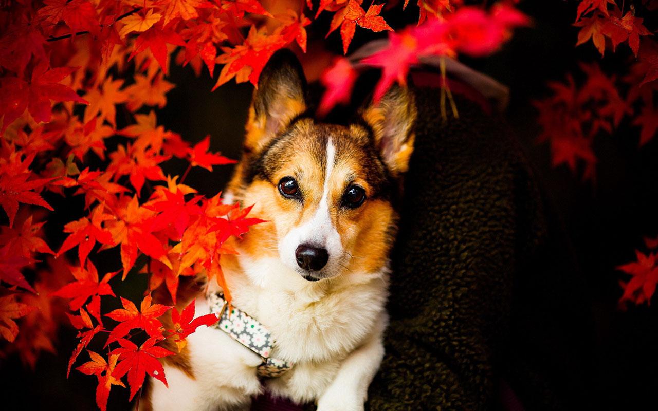 Animals Autumn Wallpapers - Top Free Animals Autumn Backgrounds ...