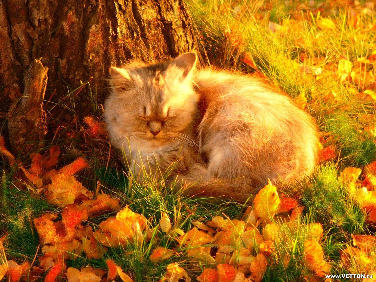 Animals Autumn Wallpapers - Top Free Animals Autumn Backgrounds ...