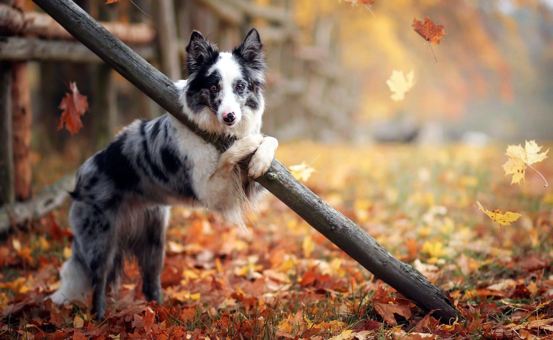 Animals Autumn Wallpapers - Top Free Animals Autumn Backgrounds ...