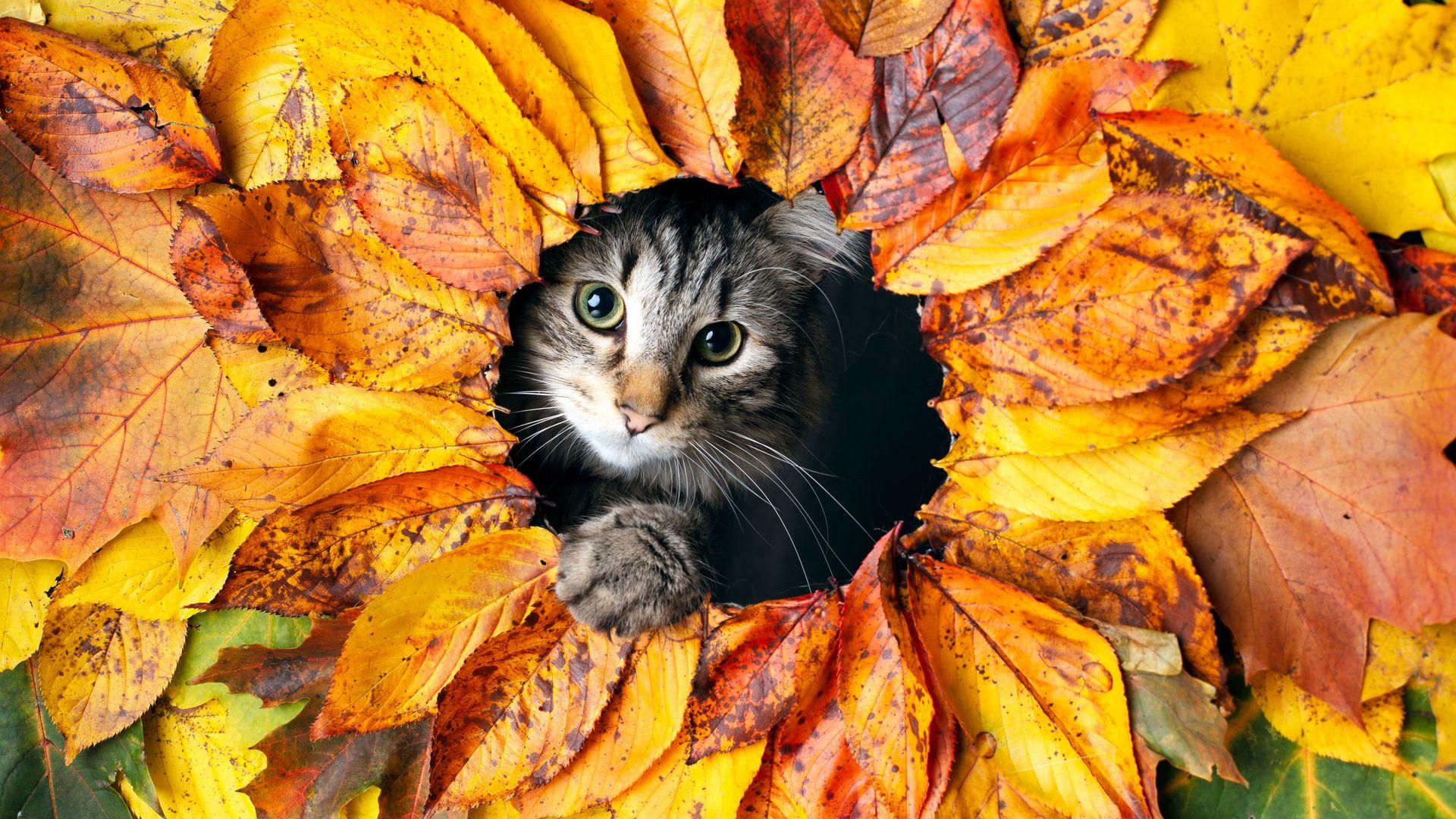 Animals Autumn Wallpapers - Top Free Animals Autumn Backgrounds ...