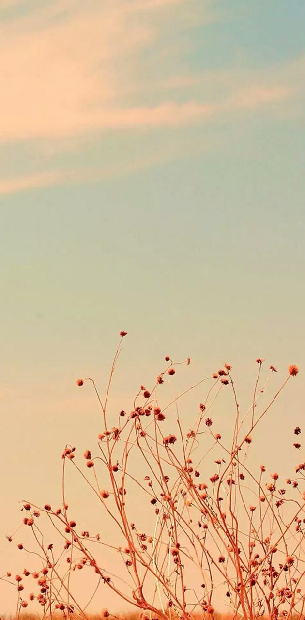 Basic Flower Wallpapers - Top Free Basic Flower Backgrounds ...