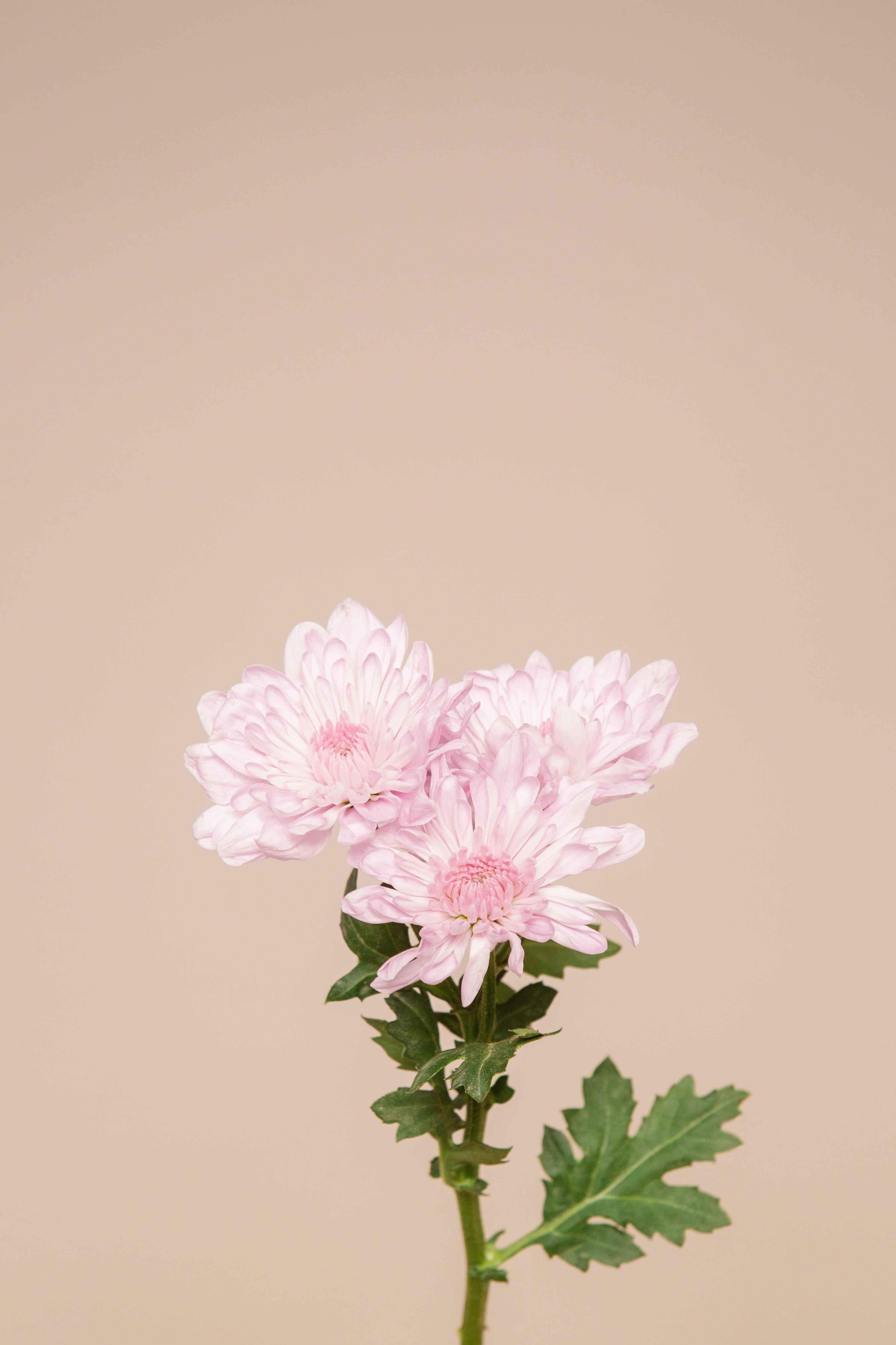Basic Flower Wallpapers - Top Free Basic Flower Backgrounds ...