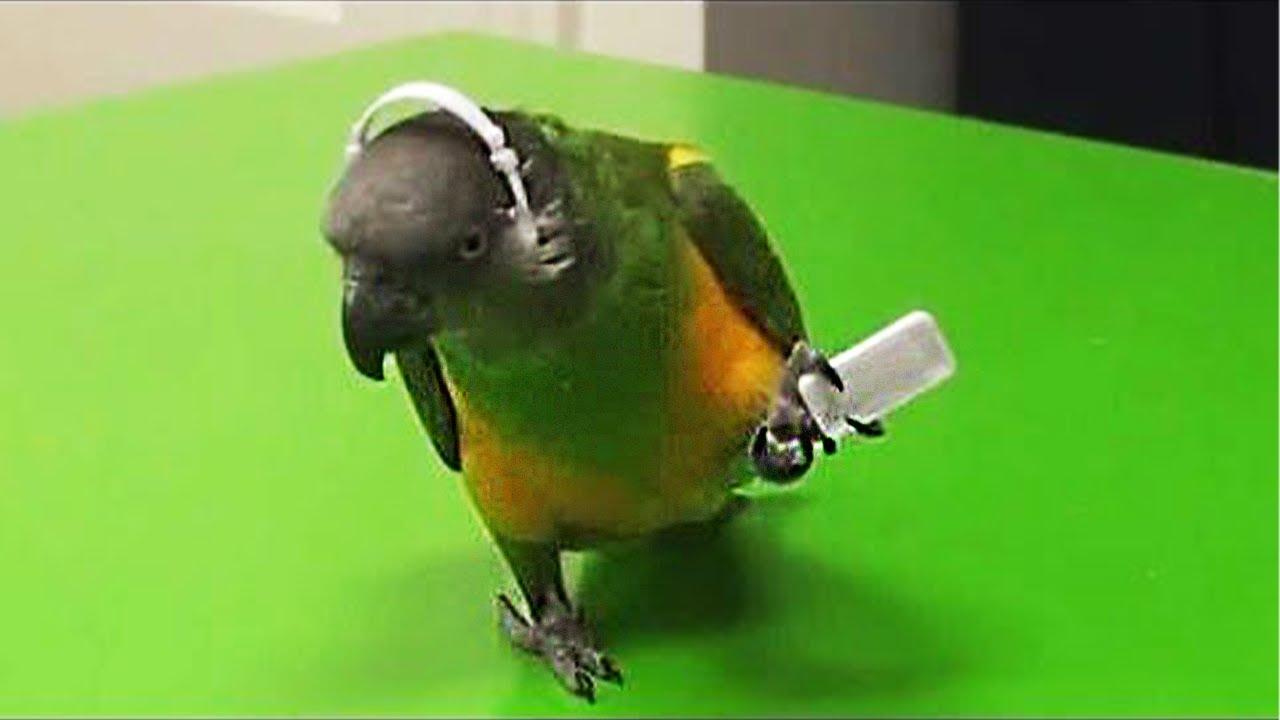 Funny Parrot Wallpapers - Top Free Funny Parrot Backgrounds ...