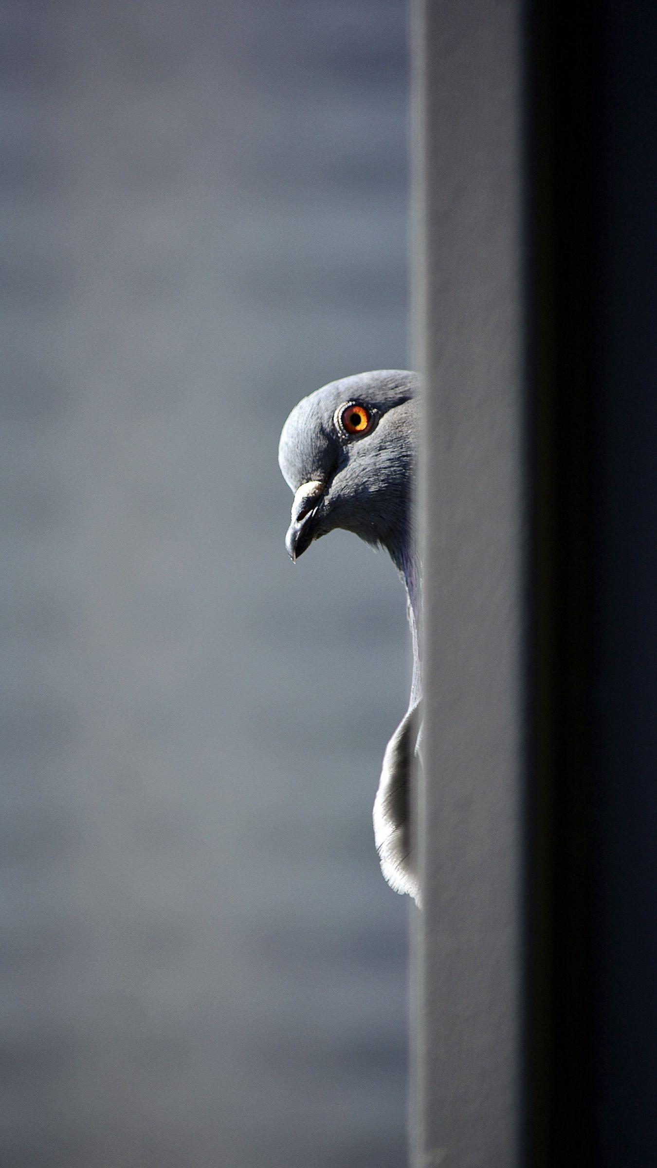 Funny Parrot Wallpapers - Top Free Funny Parrot Backgrounds ...