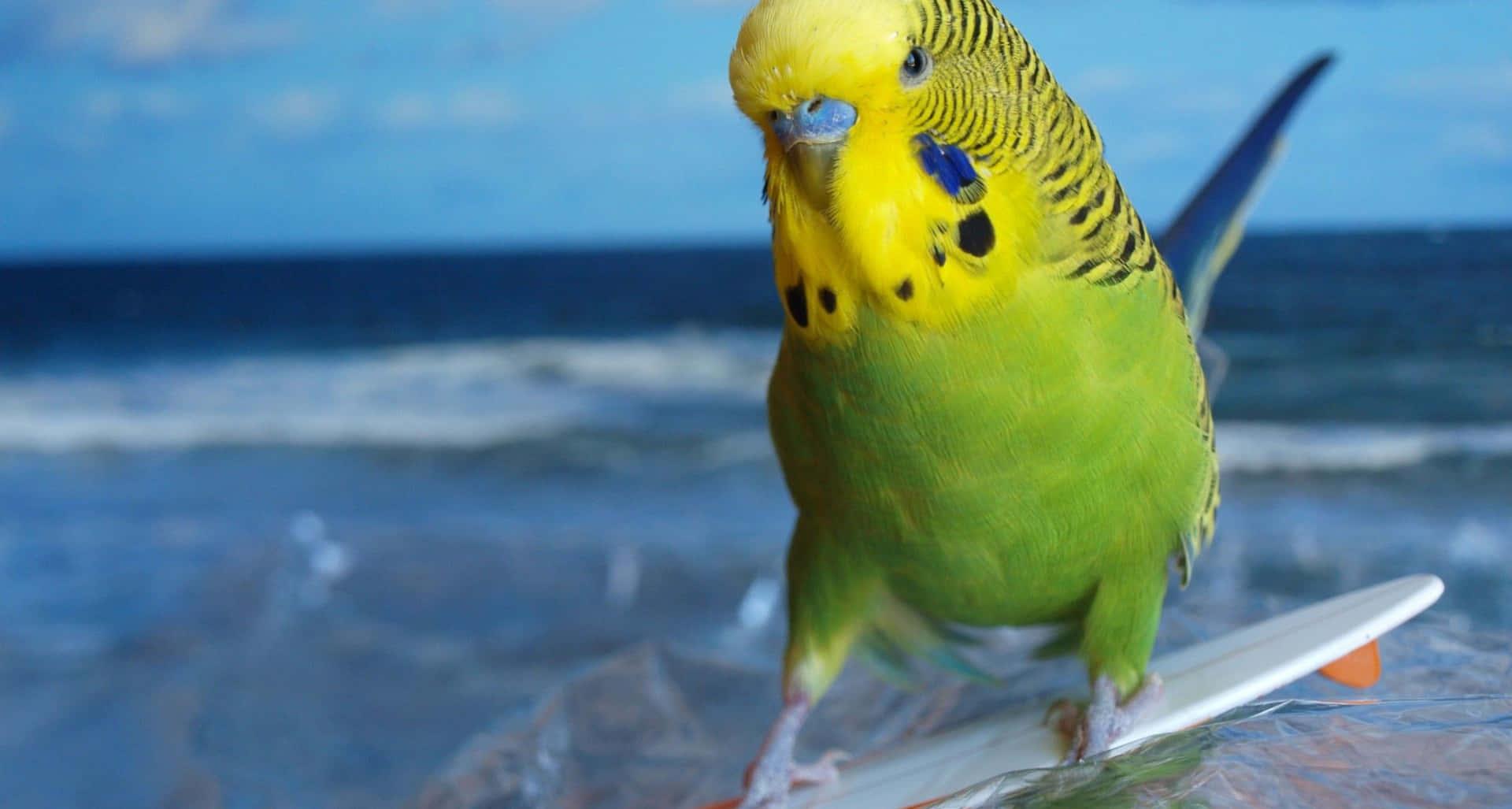 Funny Parrot Wallpapers - Top Free Funny Parrot Backgrounds ...