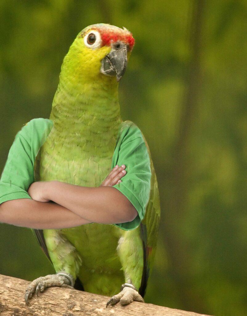 Funny Parrot Wallpapers - Top Free Funny Parrot Backgrounds ...