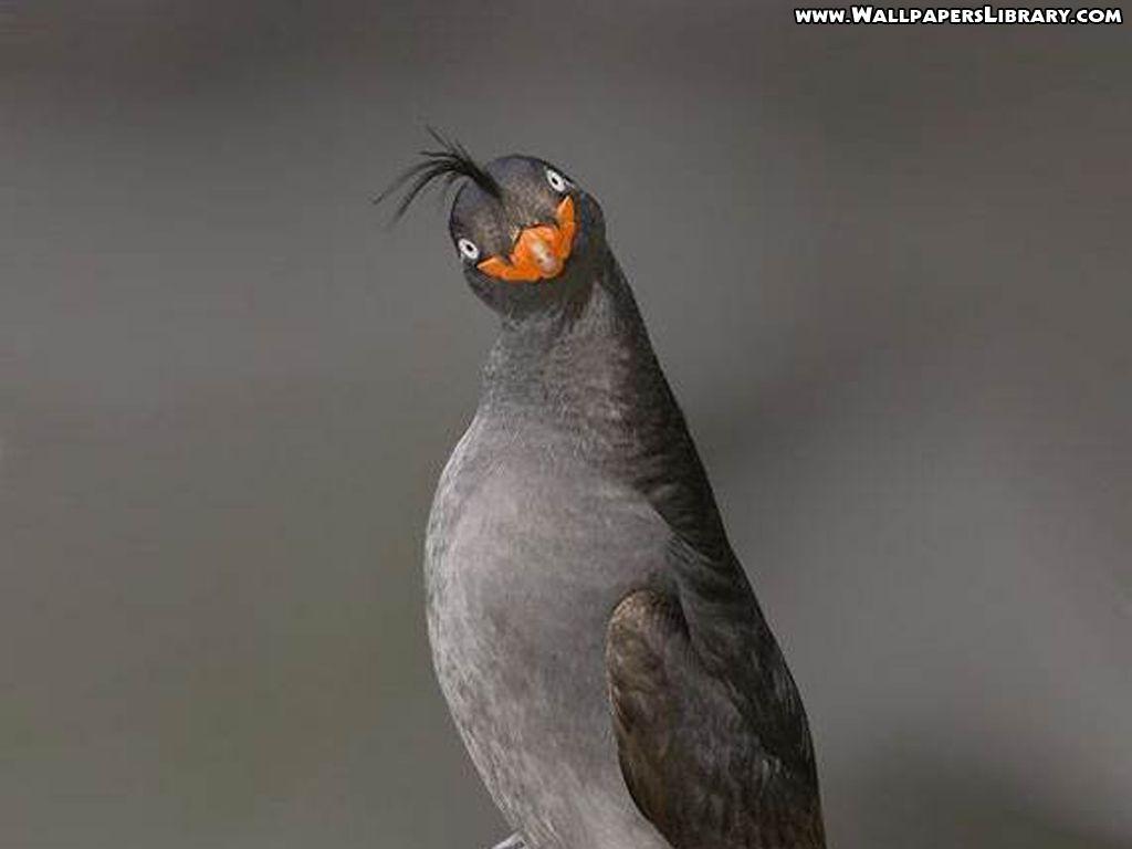 Funny Parrot Wallpapers - Top Free Funny Parrot Backgrounds ...