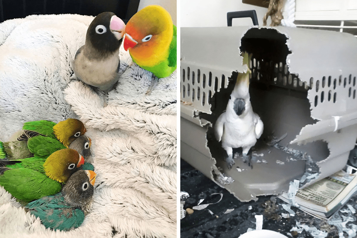 Funny Parrot Wallpapers - Top Free Funny Parrot Backgrounds ...