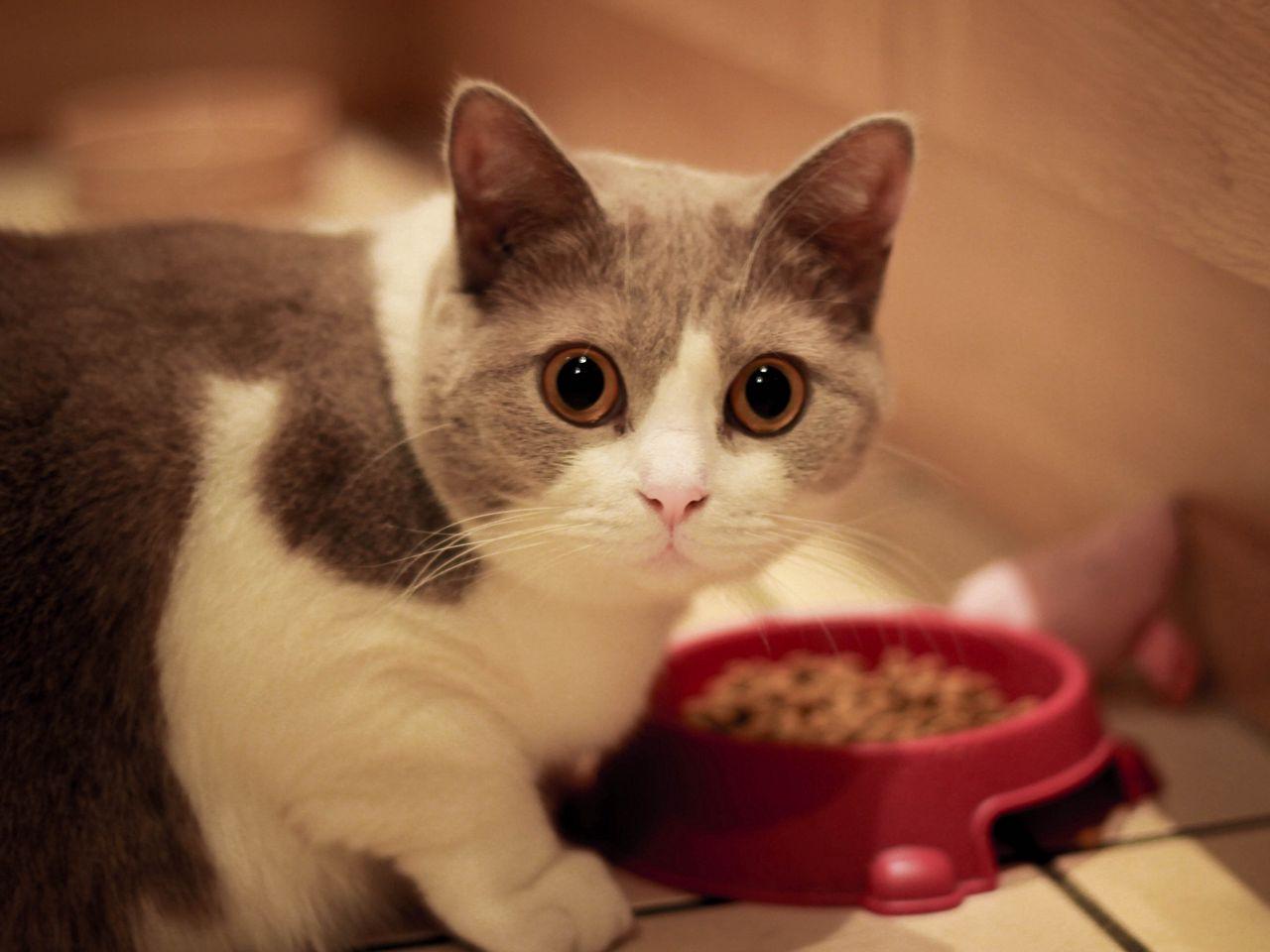 Food Cat Wallpapers - Top Free Food Cat Backgrounds - WallpaperAccess