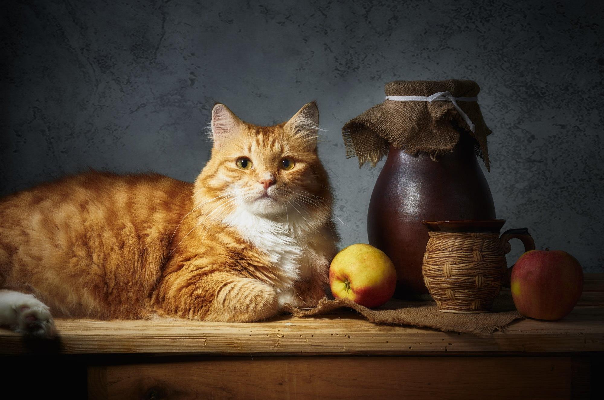 Food Cat Wallpapers - Top Free Food Cat Backgrounds - WallpaperAccess