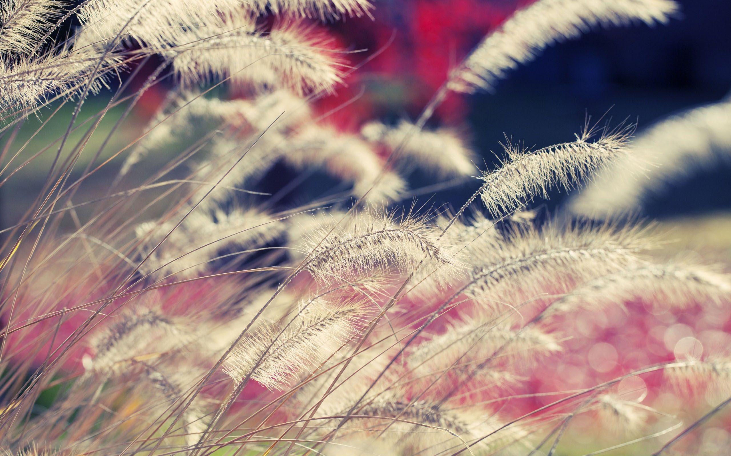 Mac Nature Wallpapers - Top Free Mac Nature Backgrounds - WallpaperAccess