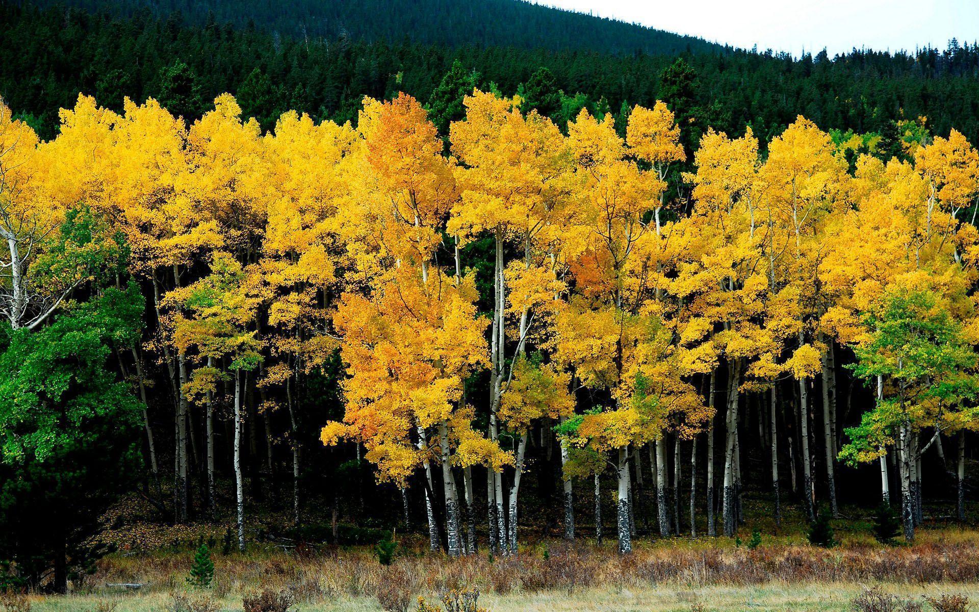 Mac Nature Wallpapers - Top Free Mac Nature Backgrounds - WallpaperAccess
