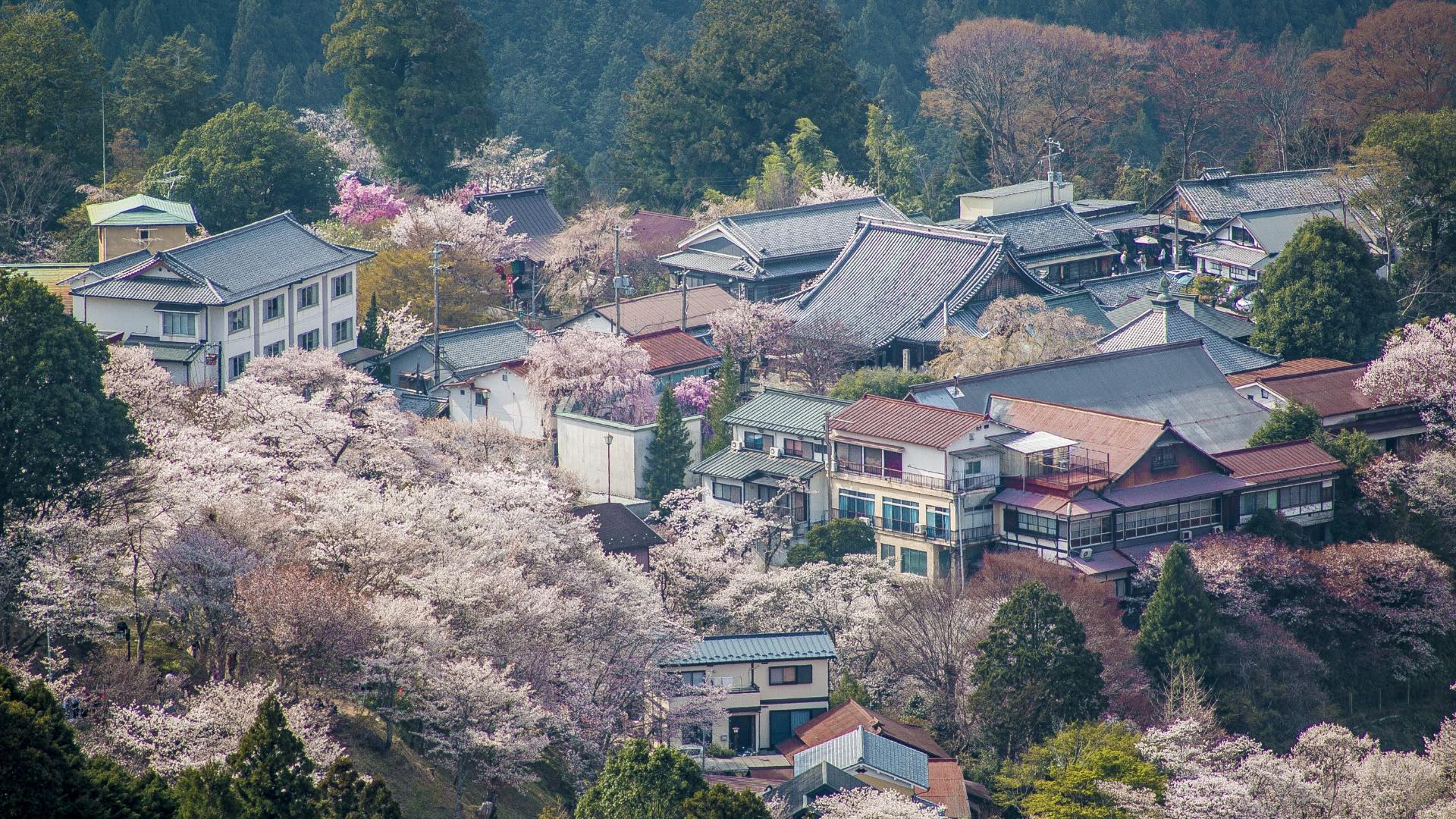 Nara Japan Wallpapers - Top Free Nara Japan Backgrounds - WallpaperAccess