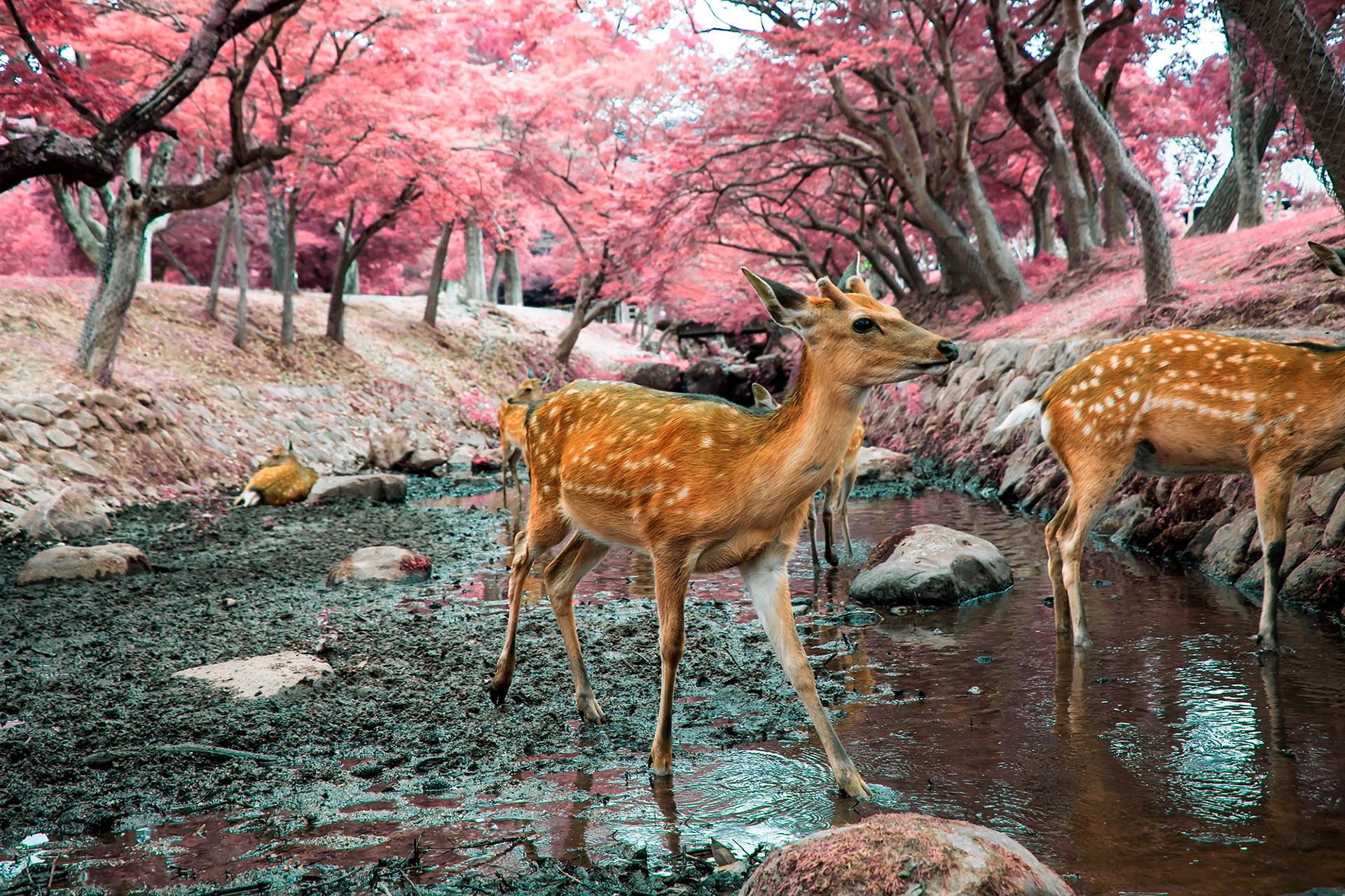 Nara Japan Wallpapers - Top Free Nara Japan Backgrounds - WallpaperAccess