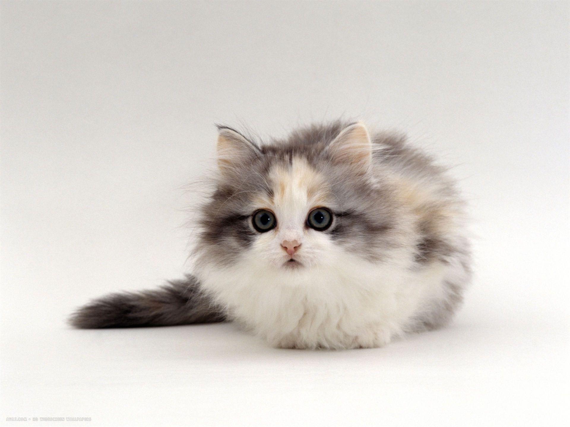 Munchkin Cat Wallpapers - Top Free Munchkin Cat Backgrounds ...