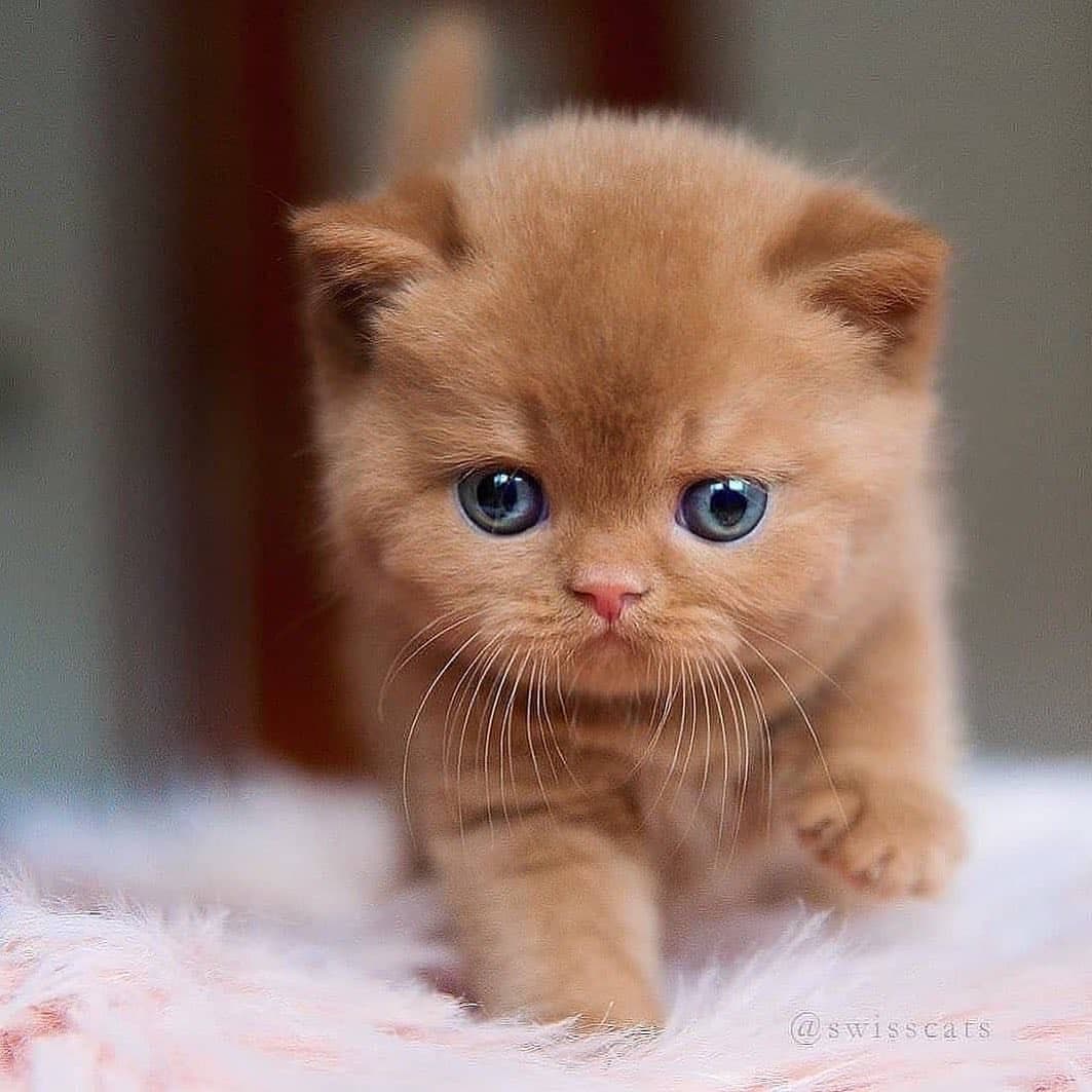 Munchkin Cat Wallpapers - Top Free Munchkin Cat Backgrounds ...