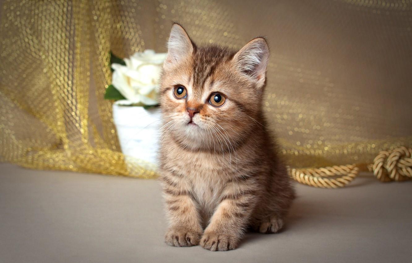 Munchkin Cat Wallpapers - Top Free Munchkin Cat Backgrounds ...