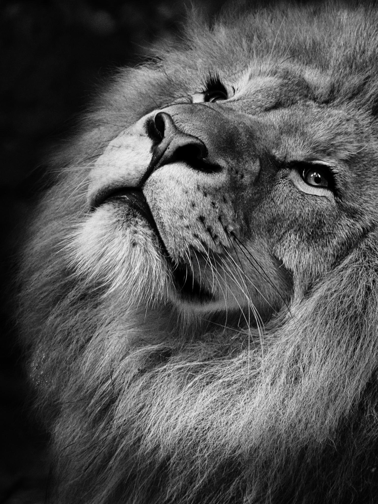 Lion Portrait Wallpapers - Top Free Lion Portrait Backgrounds ...