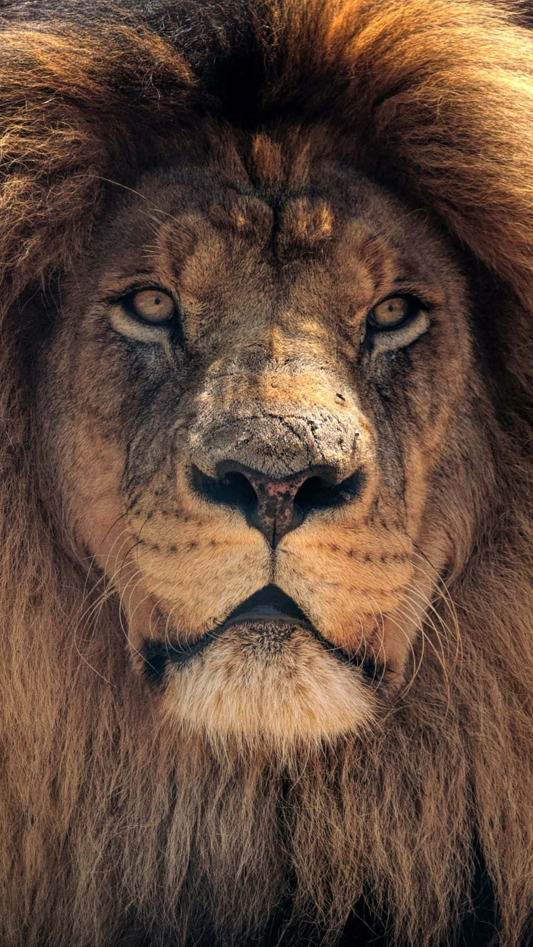 Lion Portrait Wallpapers - Top Free Lion Portrait Backgrounds ...